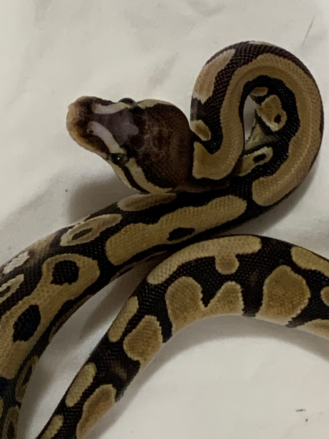 Pair Scaleless Head Het Clown Het Albino 66% Vpi Axanthic Ball Python ...