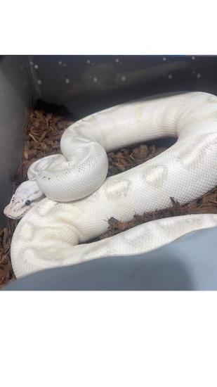 Super Pastel Highway Ball Python by Chrijos Creations