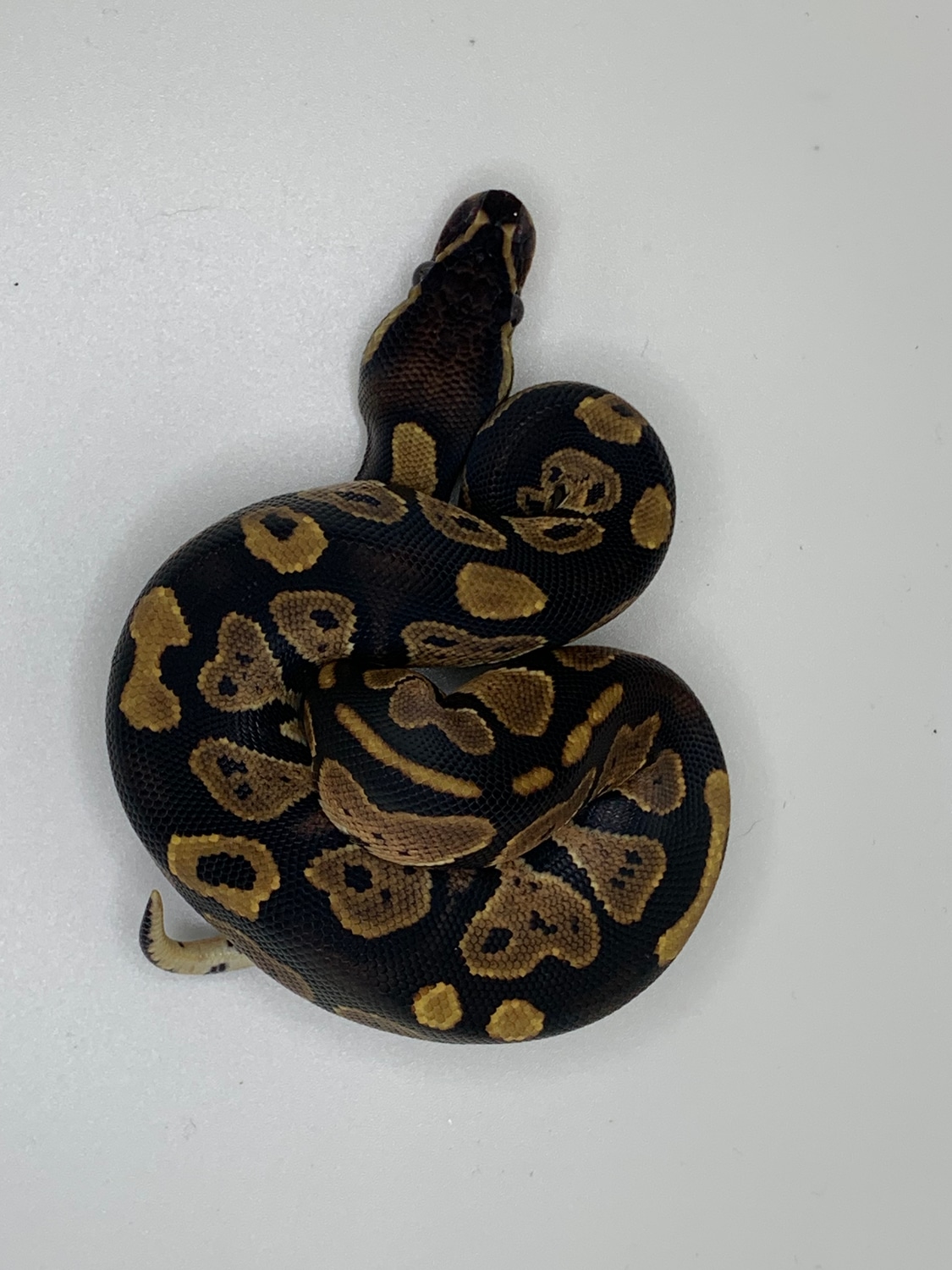 Black Head Ball Python by Chrijos Creations - MorphMarket