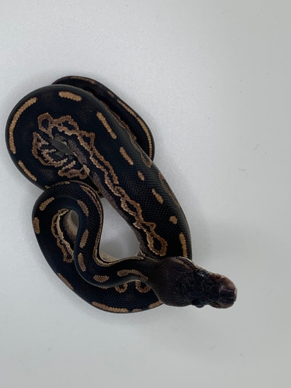 Black Head Cinnamon Ball Python by Chrijos Creations