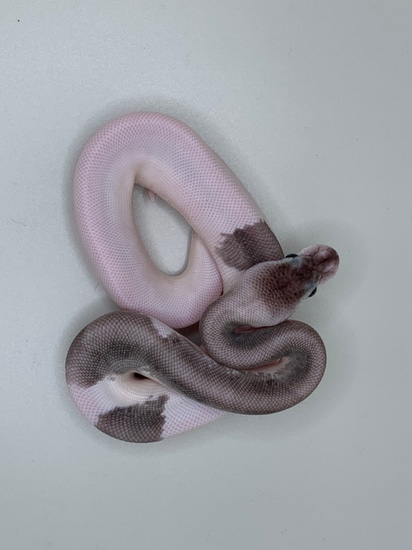 Grey Matter Ball Python by Chrijos Creations