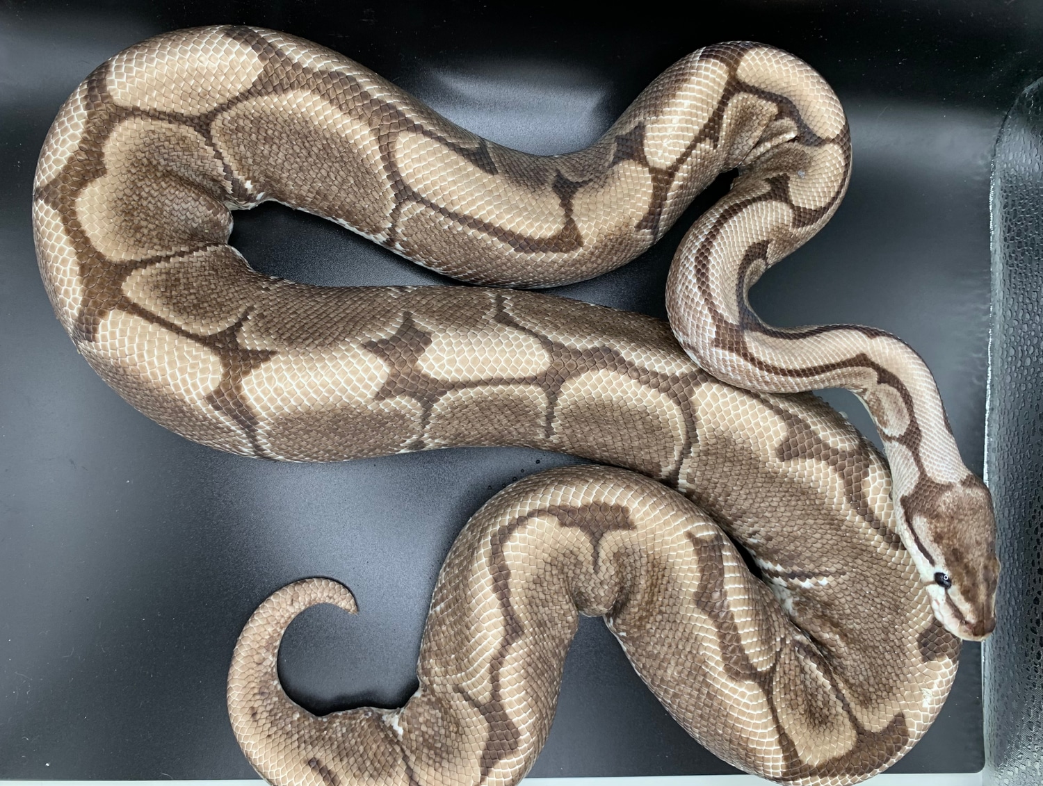 Axanthic VPI Spider Ball Python by Chrijos Creations - MorphMarket