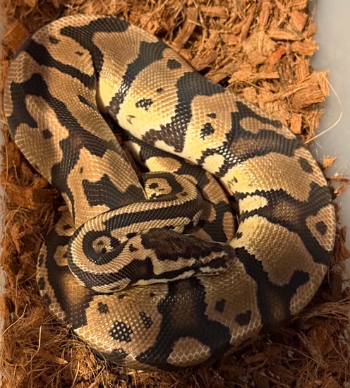 Pastel Acid Het Desert Ghost Ball Python by Chrijos Creations