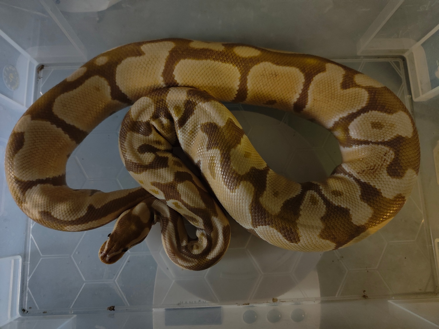 Pair Of Toffee 66% Het Tri Stripe Ball Python by UltraBalls - MorphMarket