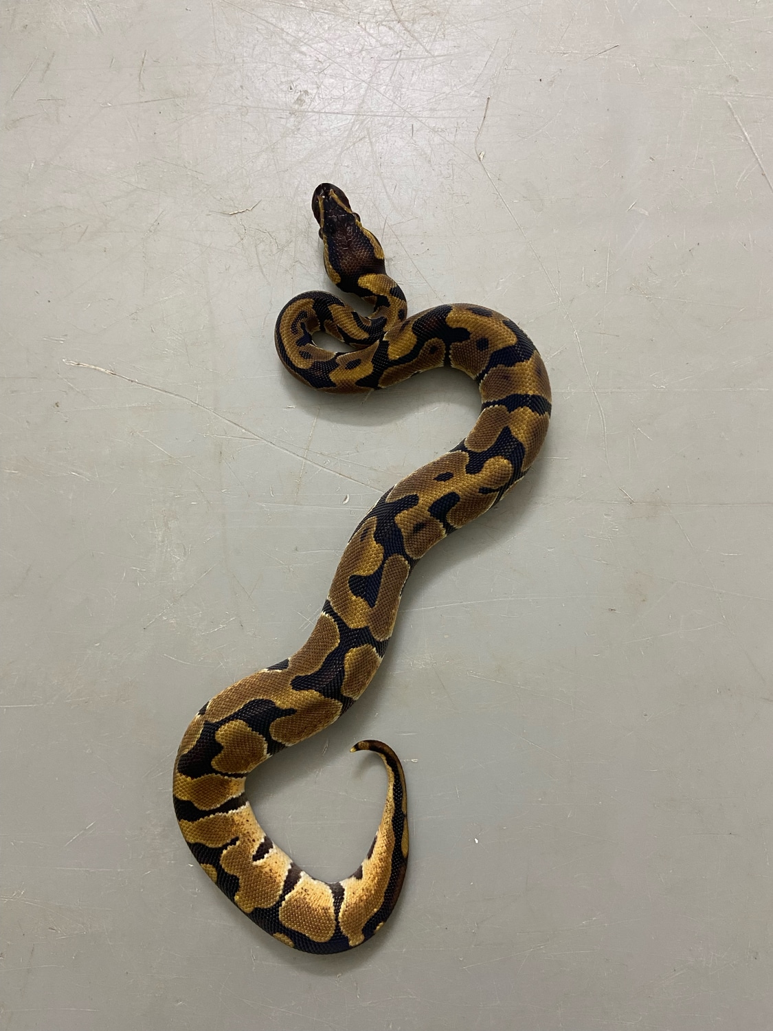 Enchi 100% Het Desert Ghost 50% Het Clown 50% Het Hypo Ball Python by ...