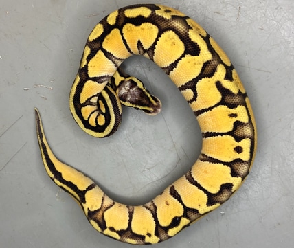 Pastel OD Desert Ghost 50% Het Clown 50% Het Hypo Ball Python by ...