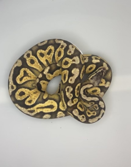 Super Pastel Yellowbelly 100% Het Hypo Ball Python by Dyslexic Exotics
