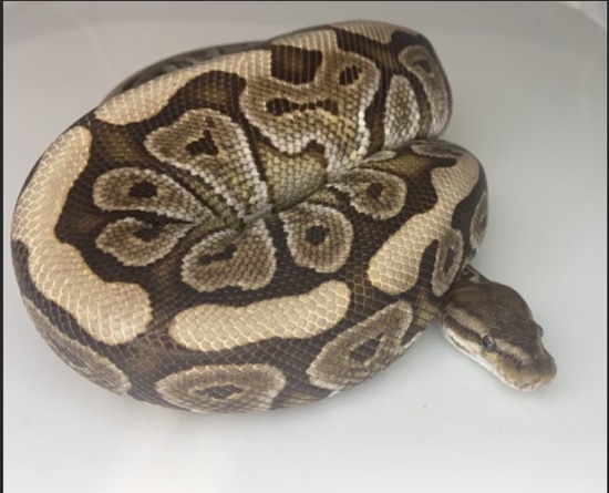 Mocha Hidden Gene Woma Yellowbelly Ball Python by Dyslexic Exotics