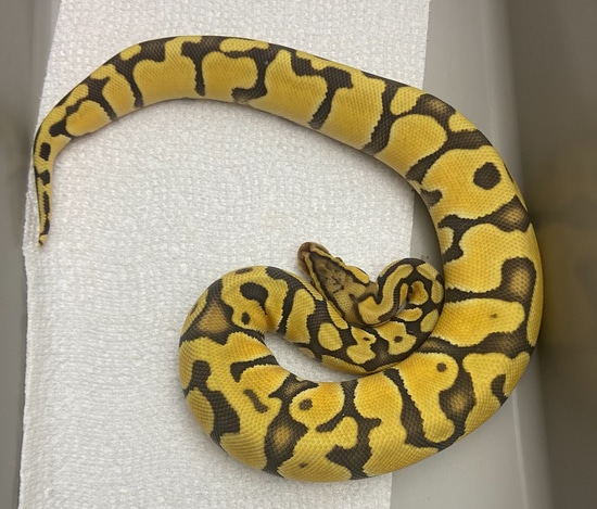 24 Ball Pythons + Racks + Thermostats + Incubator by Dyslexic Exotics