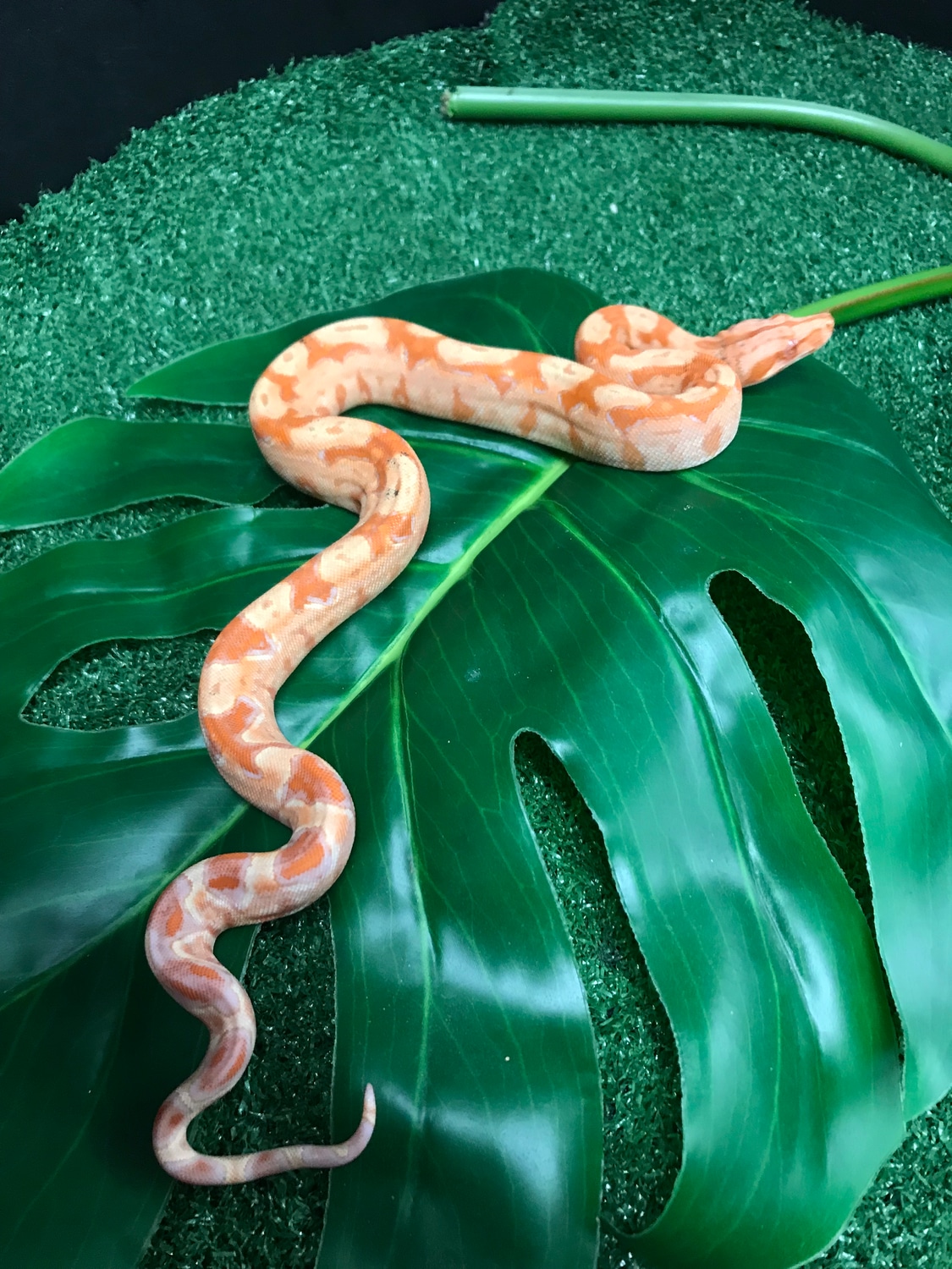 Img Sunglow Paradox Het Blizzard Boa Constrictor by Bulldog llc ...