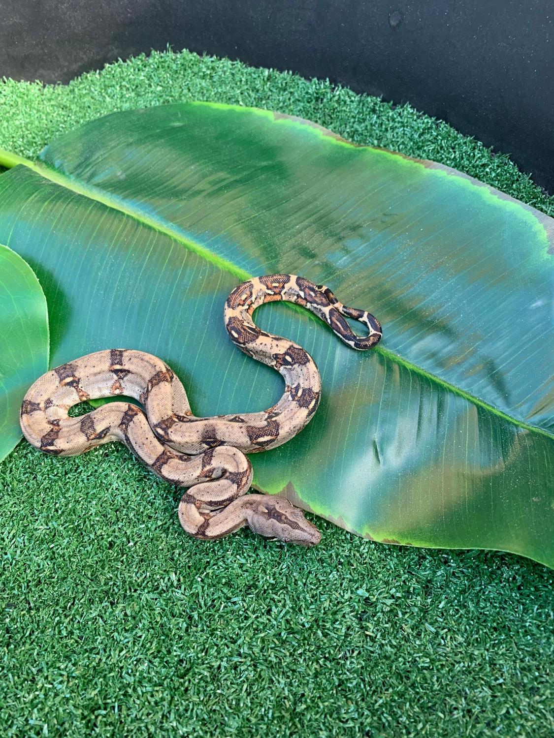 Longicauda Peruvian Long-tailed Boa Constrictor by Bulldog llc ...
