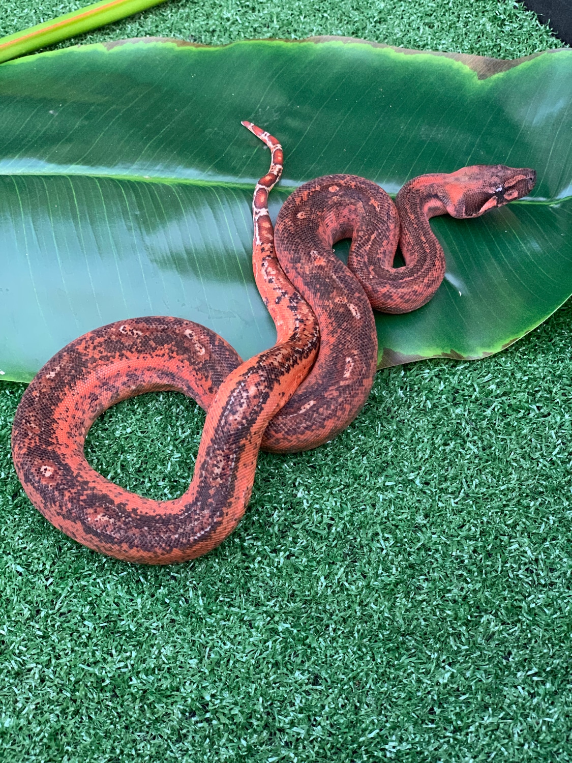 Hypo Leopard Het Sunglow Boa Constrictor by Bulldog llc - MorphMarket