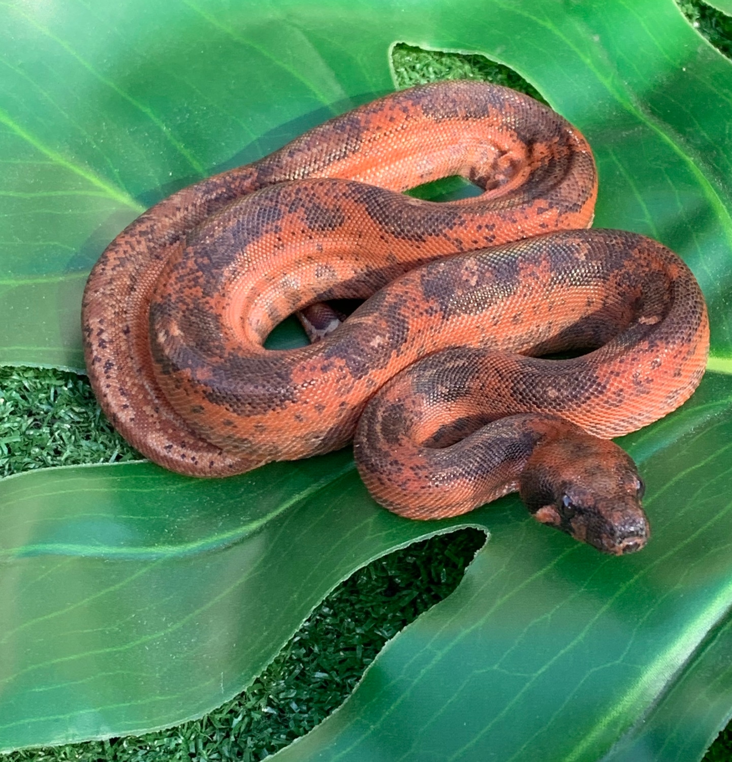 Hypo Leopard Het Sunglow Boa Constrictor by Bulldog llc - MorphMarket