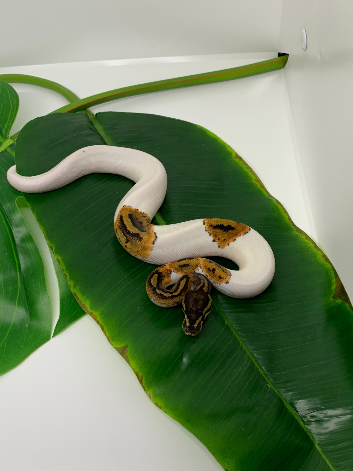 Pied Het Candy Ball Python by Bulldog llc - MorphMarket