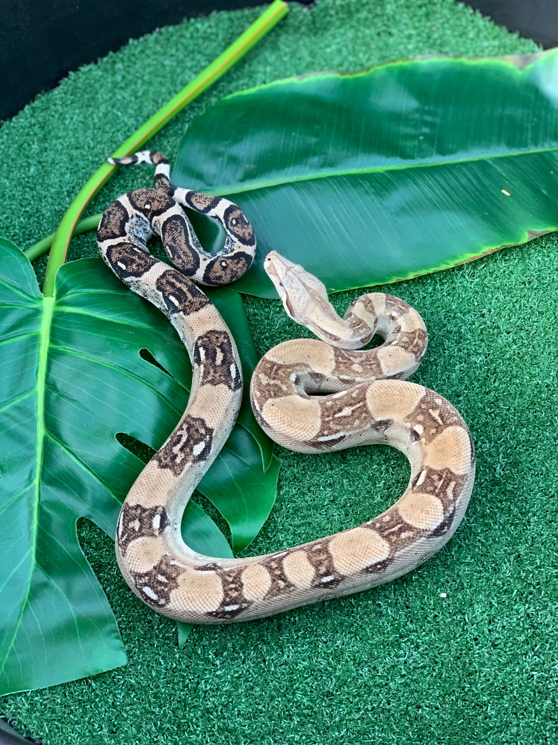 Anery Het Vpi Snow Boa Constrictor by Bulldog llc - MorphMarket