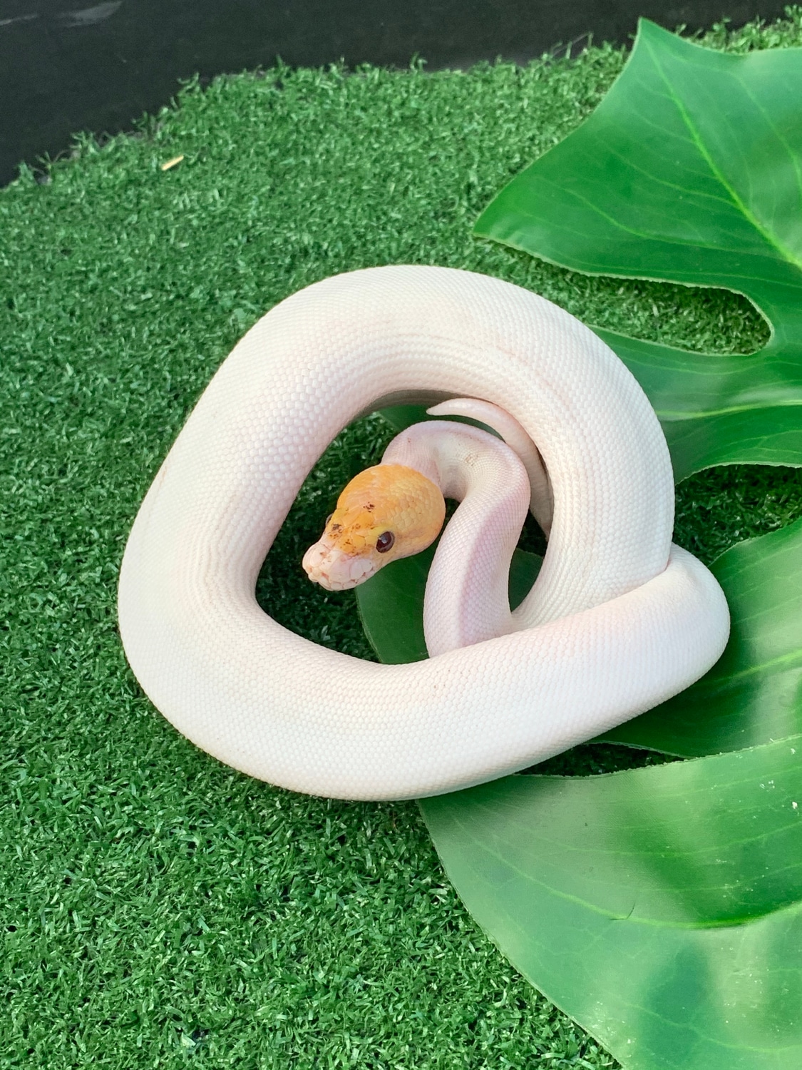 Banana Spied Ball Python by Bulldog llc - MorphMarket