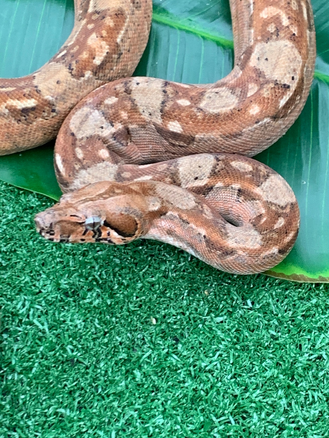 Hytec DH Vpi Leopard Boa Constrictor by Bulldog llc - MorphMarket