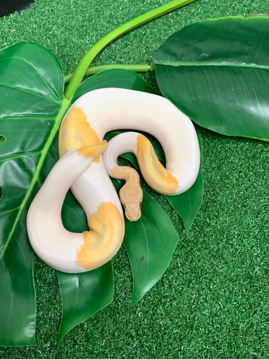 Candy Pied Ball Python by Bulldog llc - MorphMarket