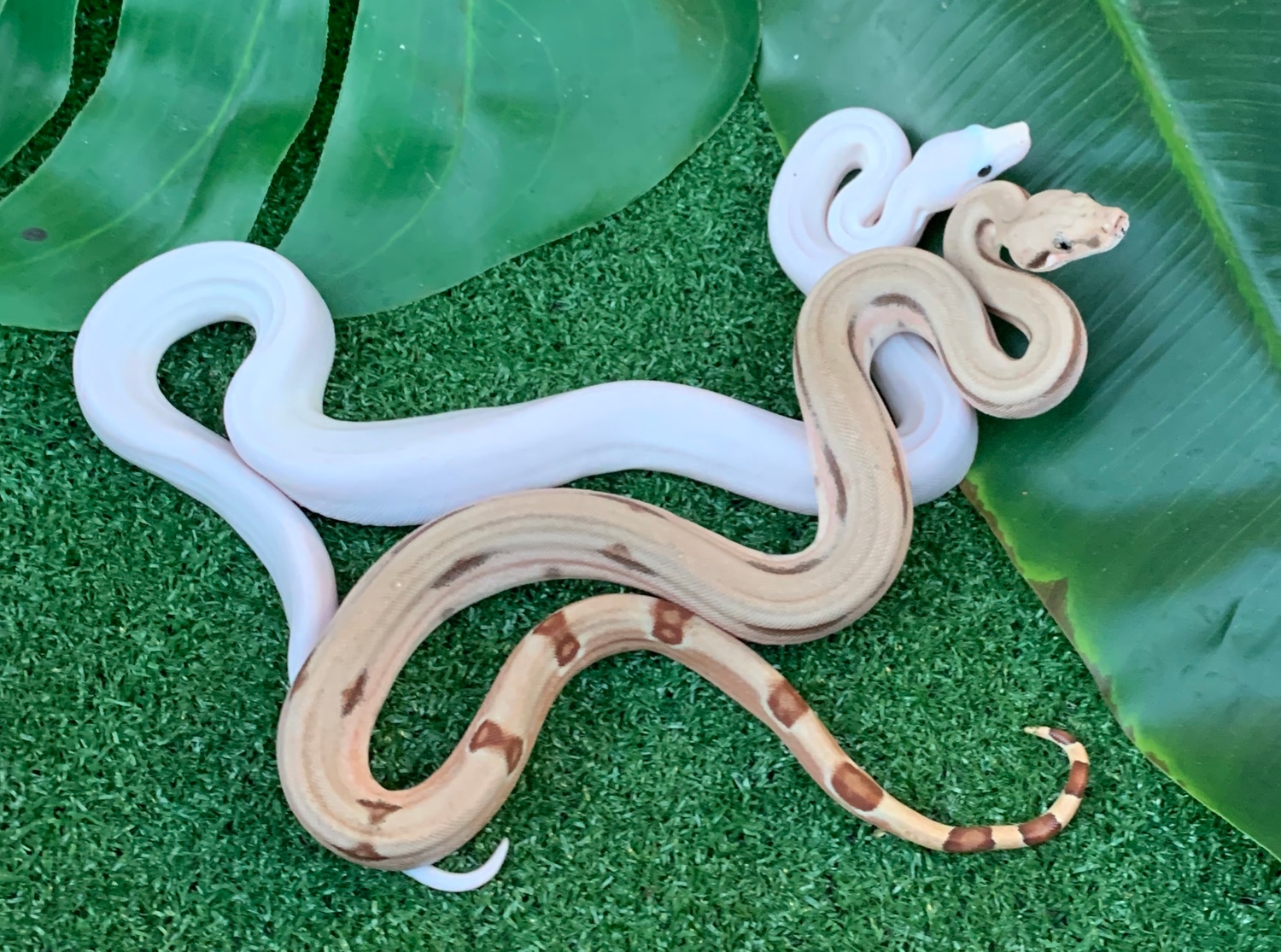 Hypo Fire Boa Constrictor by Bulldog llc - MorphMarket