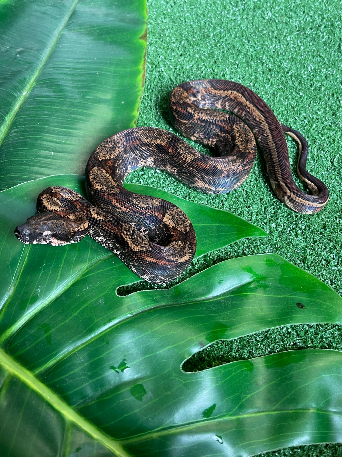Hypo Img Het Black Devil Boa Constrictor by Bulldog llc - MorphMarket
