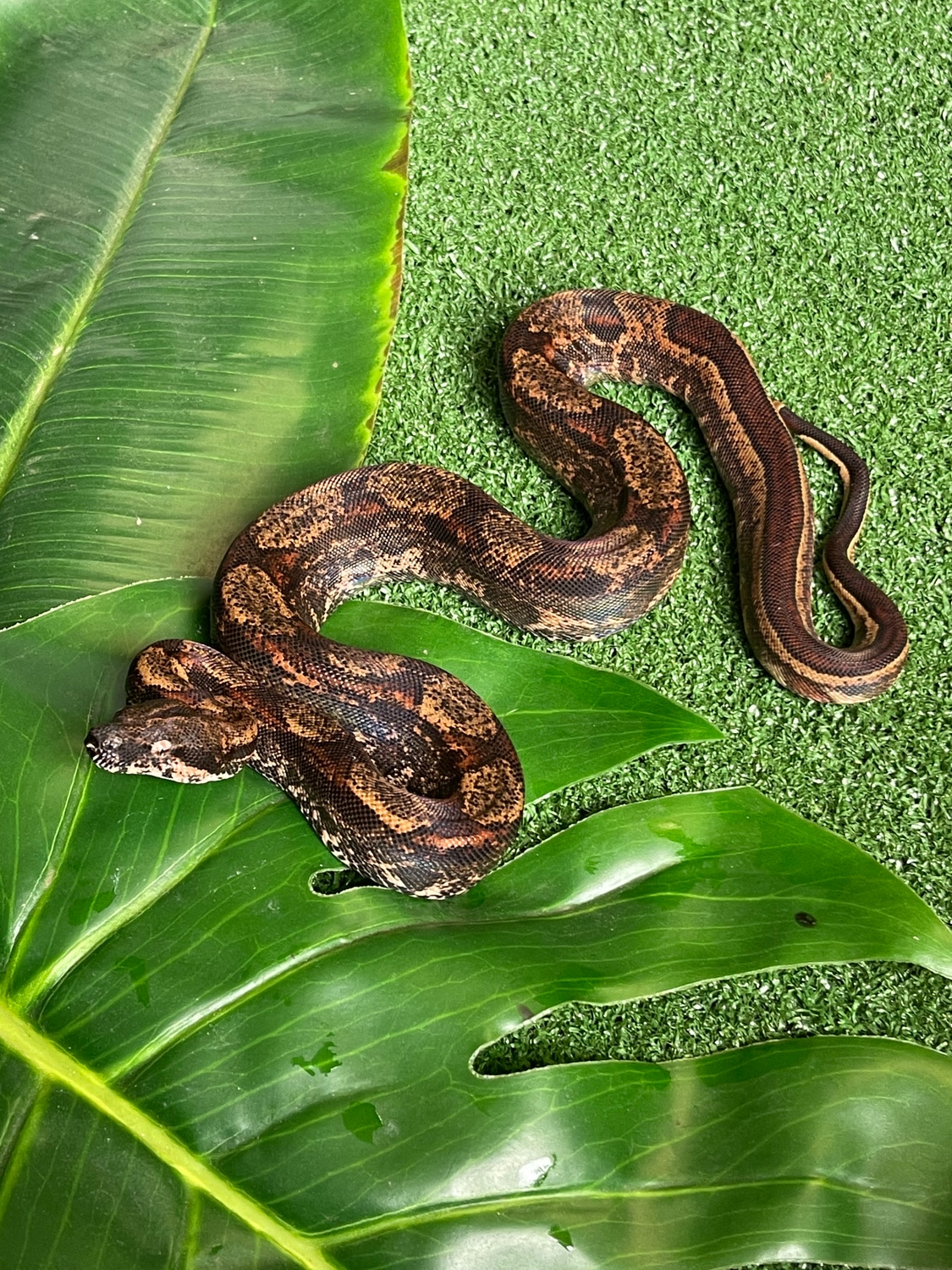 Hypo Img Het Black Devil Boa Constrictor by Bulldog llc - MorphMarket
