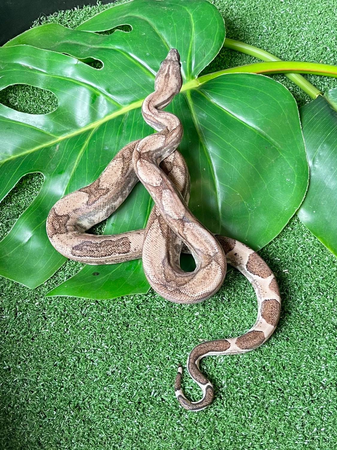 RDR Ghost Poss Het Blizzard Boa Constrictor by Bulldog llc - MorphMarket