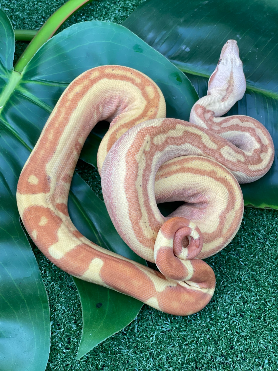 Vpi Sunglow Jungle Boa Constrictor by Bulldog llc - MorphMarket