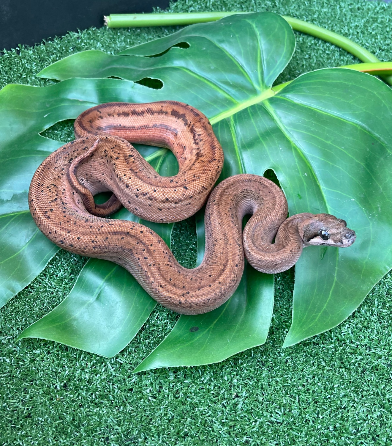 Hypo Eclipse Het Albino (Lipstick Line) Boa Constrictor by Bulldog llc ...