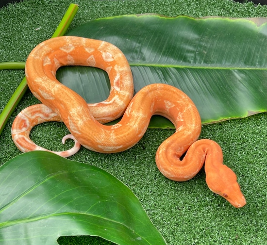 2020 Red Dragon Boa Constrictor by Bulldog llc