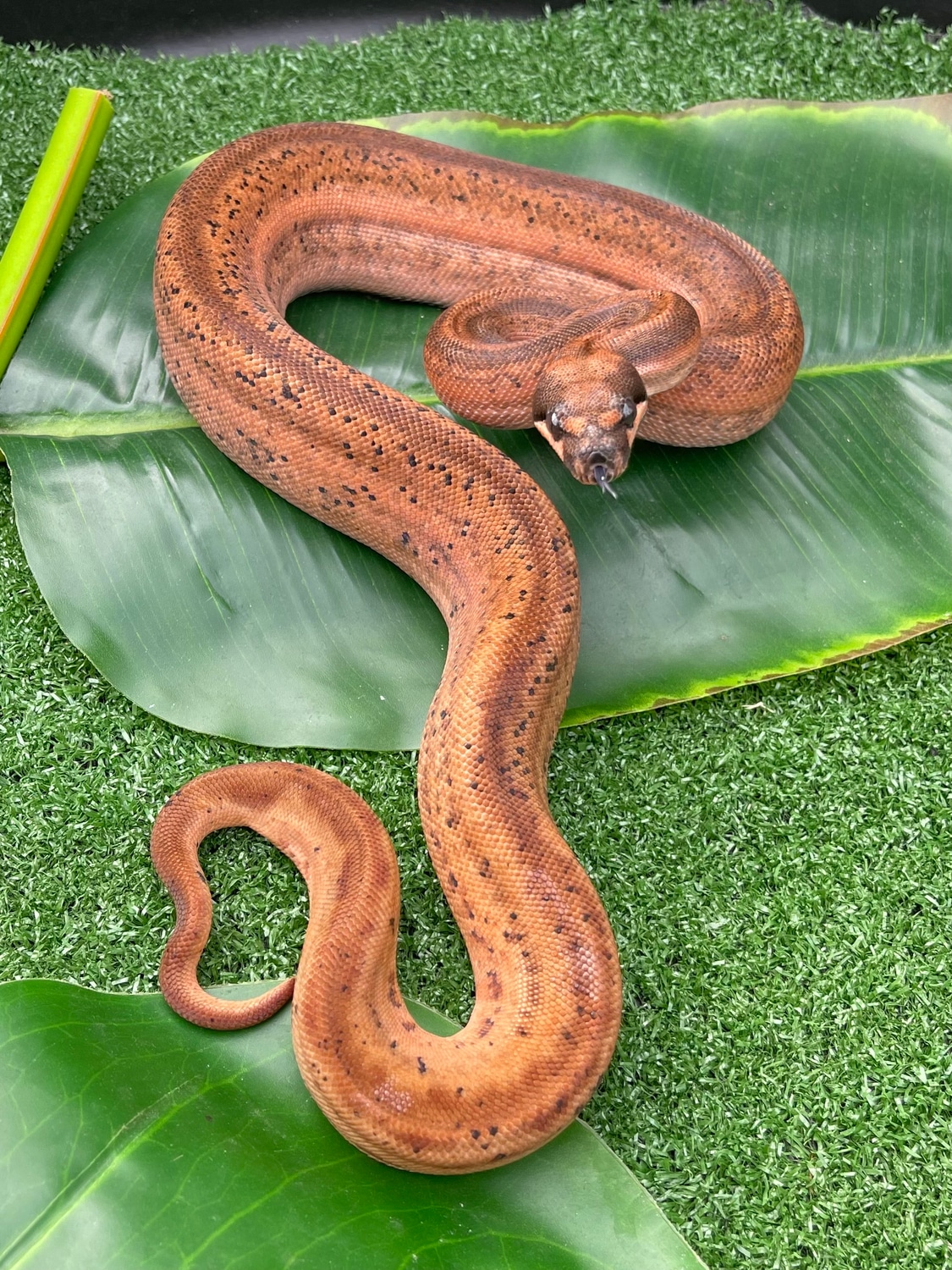 Hypo Eclipse Het Albino (Lipstick Line) Boa Constrictor by Bulldog llc ...