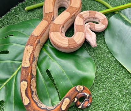 Motley DH VPI Sterling Boa Constrictor by Bulldog llc - MorphMarket