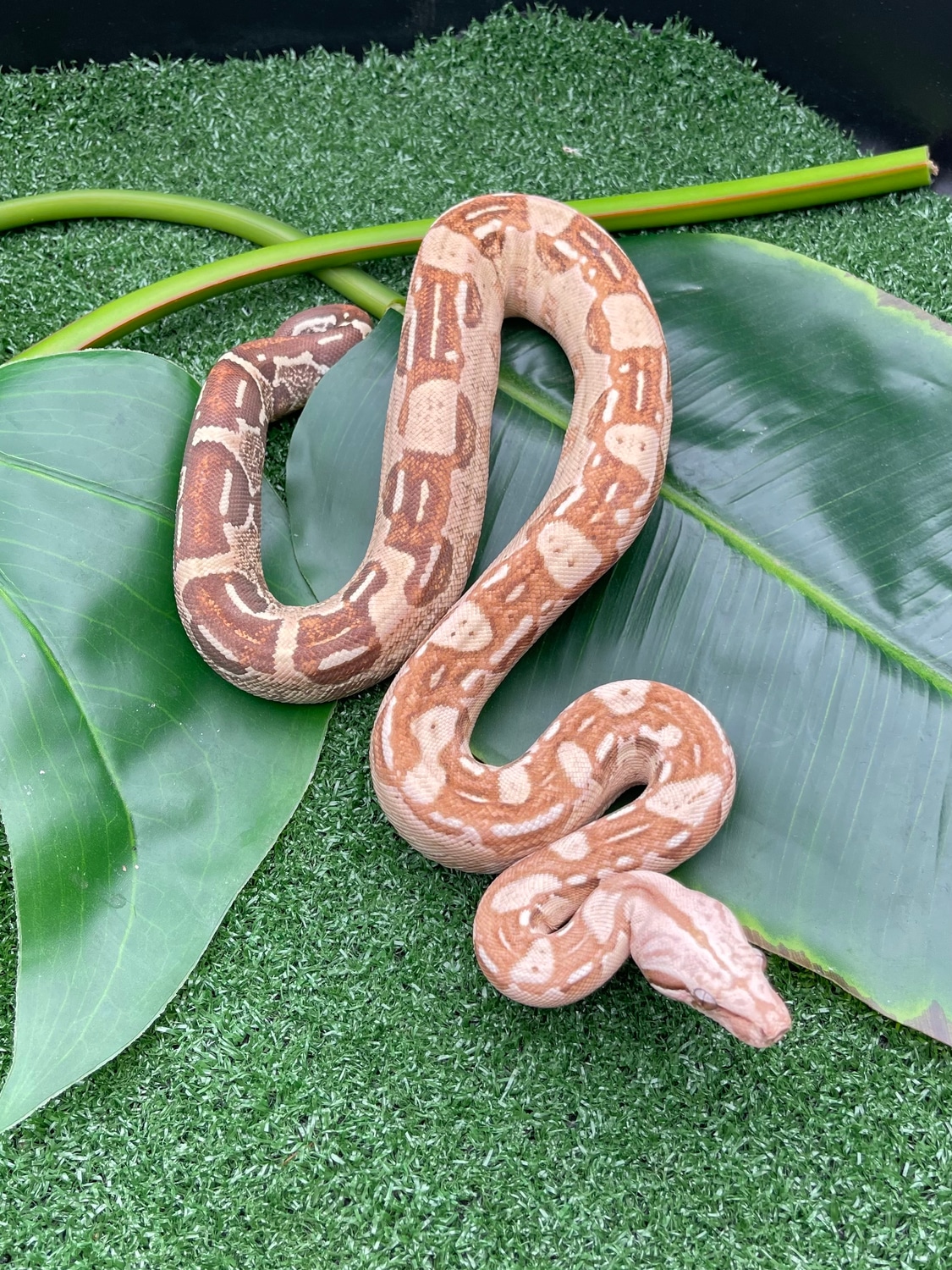 Vpi Aztec Het Snow Boa Constrictor by Bulldog llc - MorphMarket