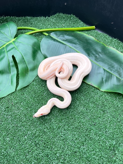 Albino Eclipse (Lipstick Line) Boa Constrictor by Bulldog llc