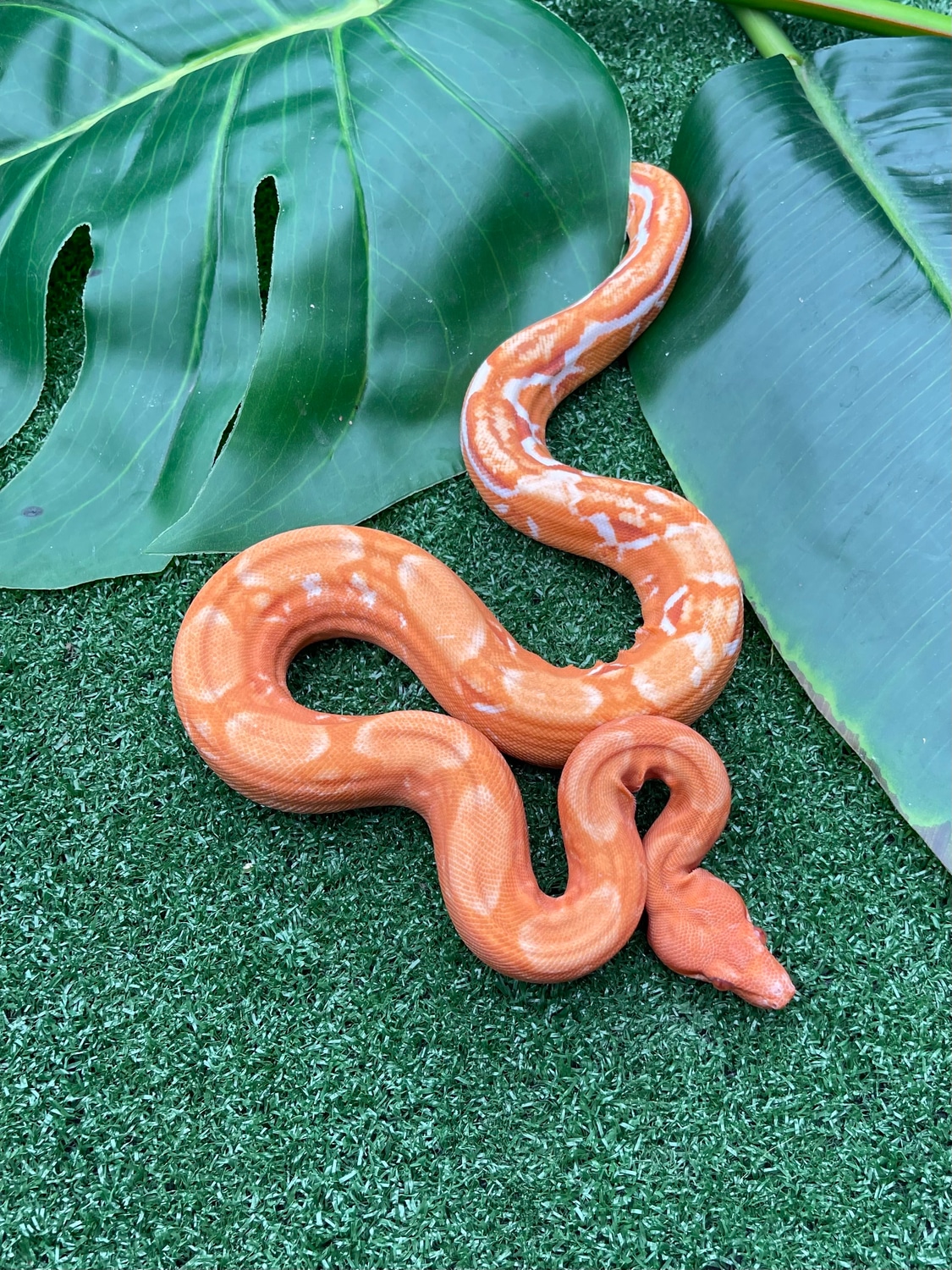 Sun Dragon Boa Constrictor by Bulldog llc - MorphMarket