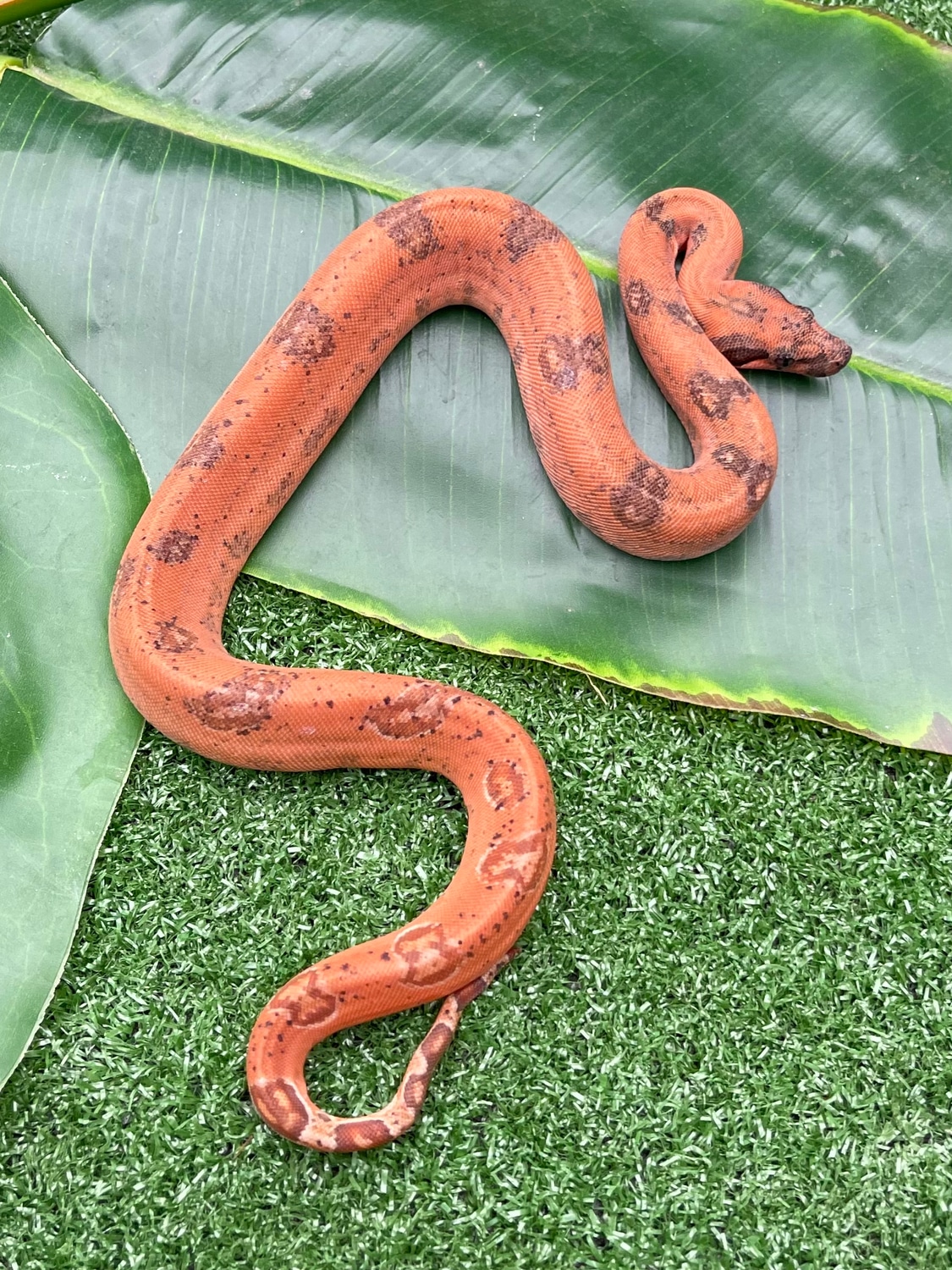 Hypo Leopard Het Albino (Lipstick Line) Boa Constrictor by Bulldog llc ...