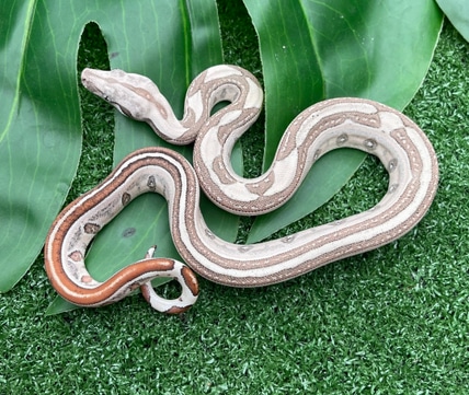 Img Vpi Snow Jungle Boa Constrictor by Bulldog llc - MorphMarket