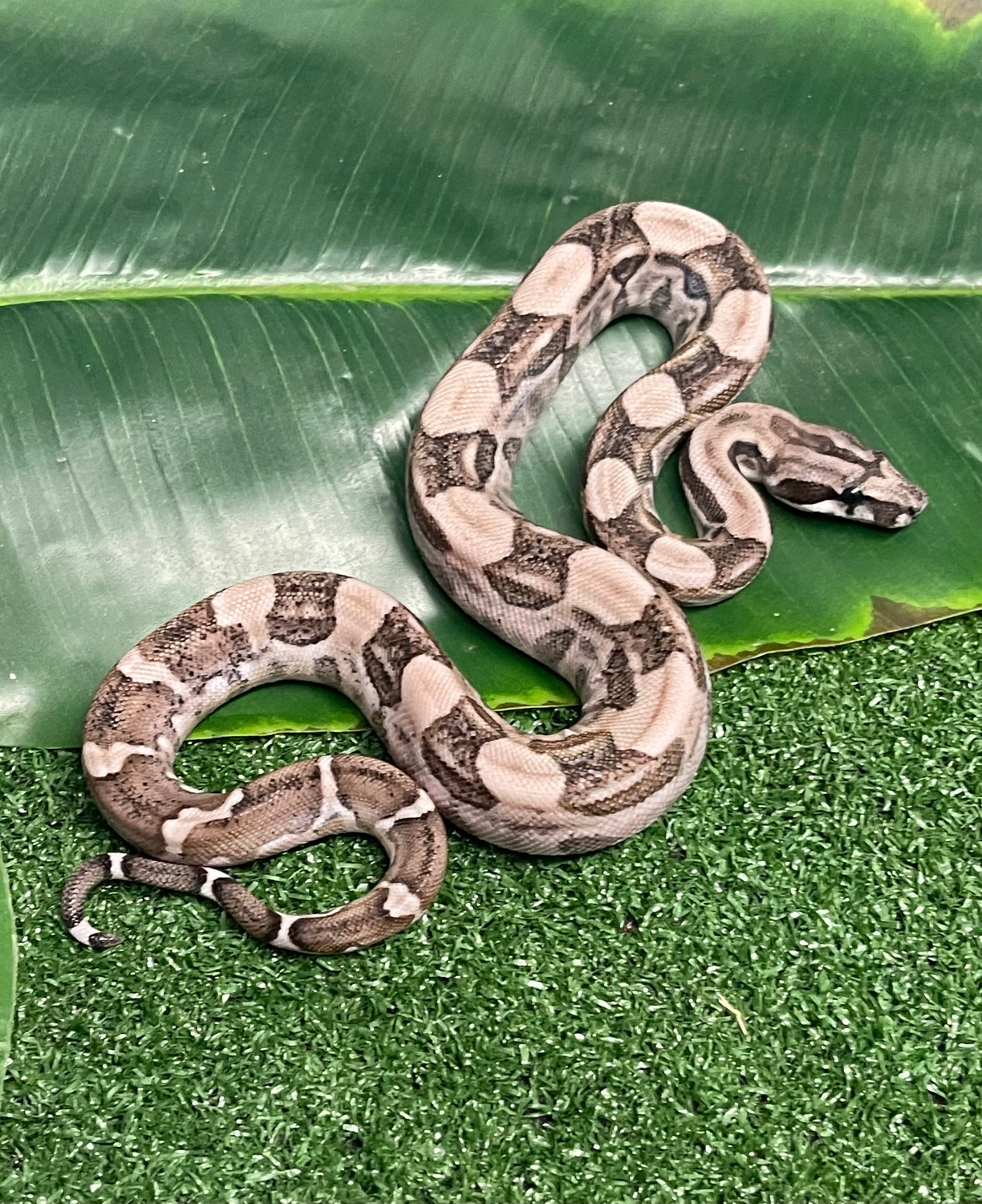 RDR Ghost 100% Het Blizzard Boa Constrictor by Bulldog llc - MorphMarket