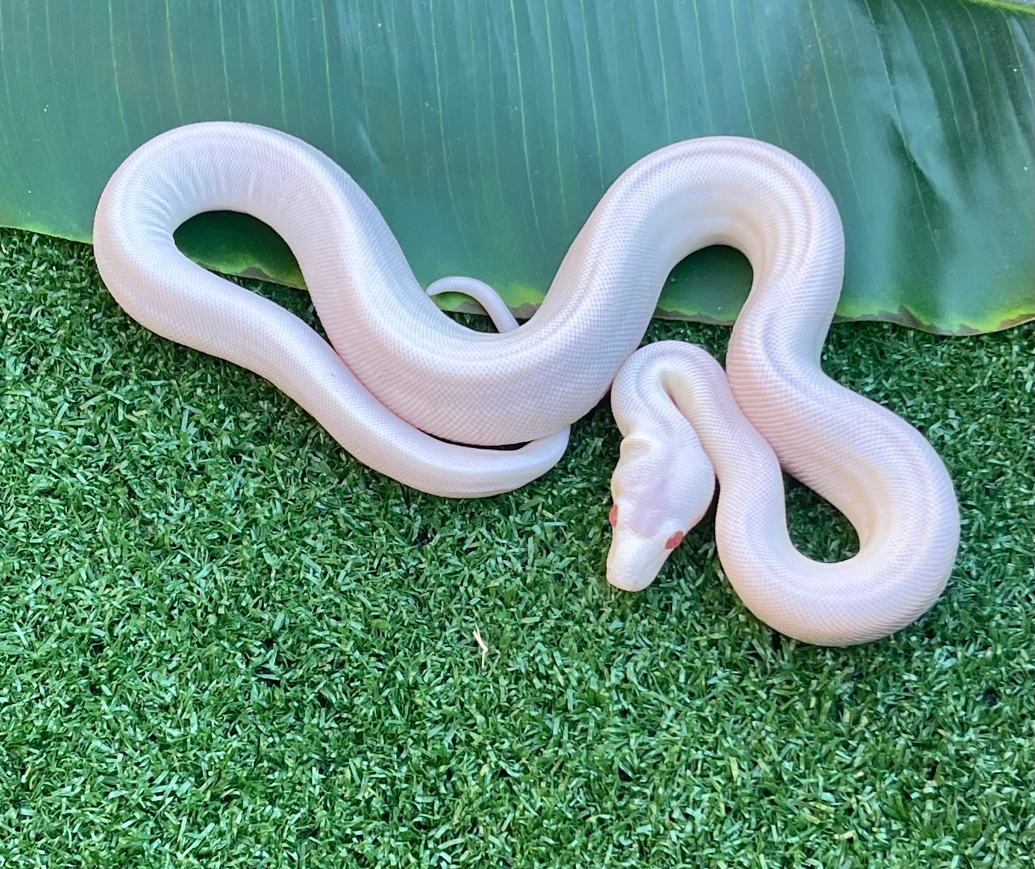 White Devil (IMG Blizzard) Boa Constrictor by Bulldog llc - MorphMarket