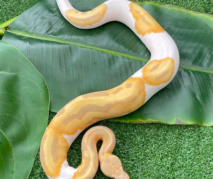 White Panda Pied Ball Python by Bulldog llc - MorphMarket