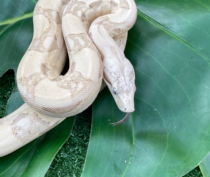 Hypo Labyrinth Het Vpi Snowglow Boa Constrictor by Bulldog llc - MorphMarket