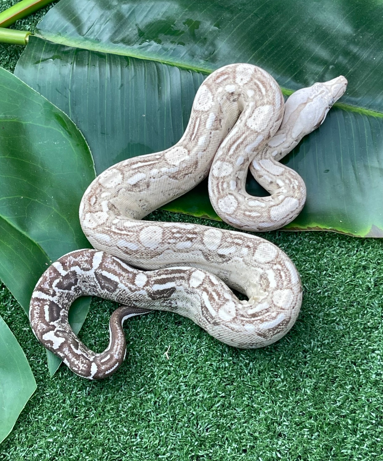 Aztec Vpi Snow Boa Constrictor by Bulldog llc - MorphMarket