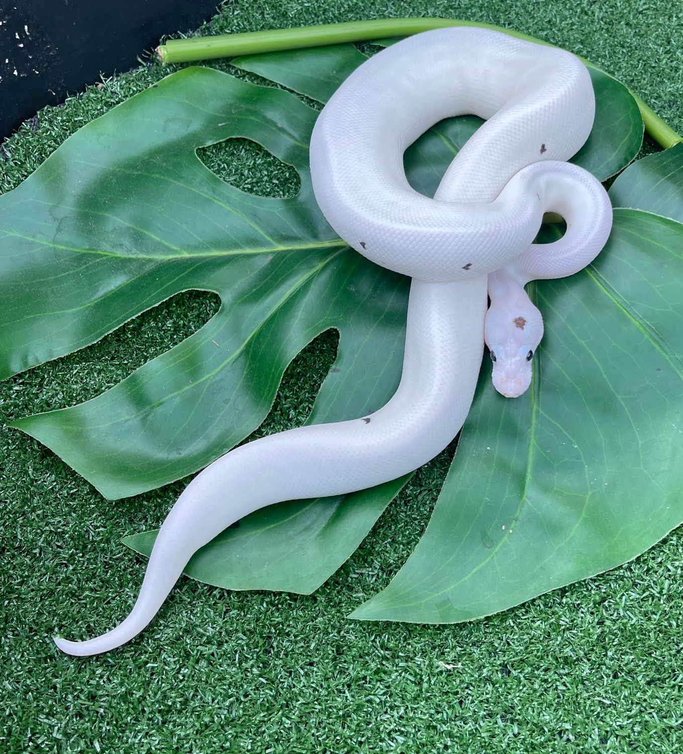 White Panda Pied Ball Python by Bulldog llc - MorphMarket