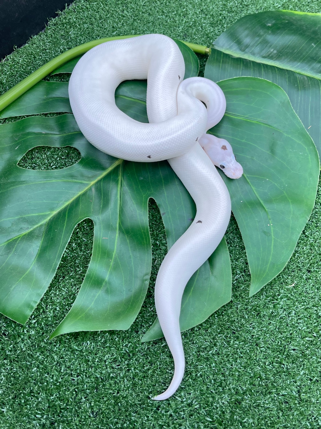 White Panda Pied Ball Python by Bulldog llc - MorphMarket