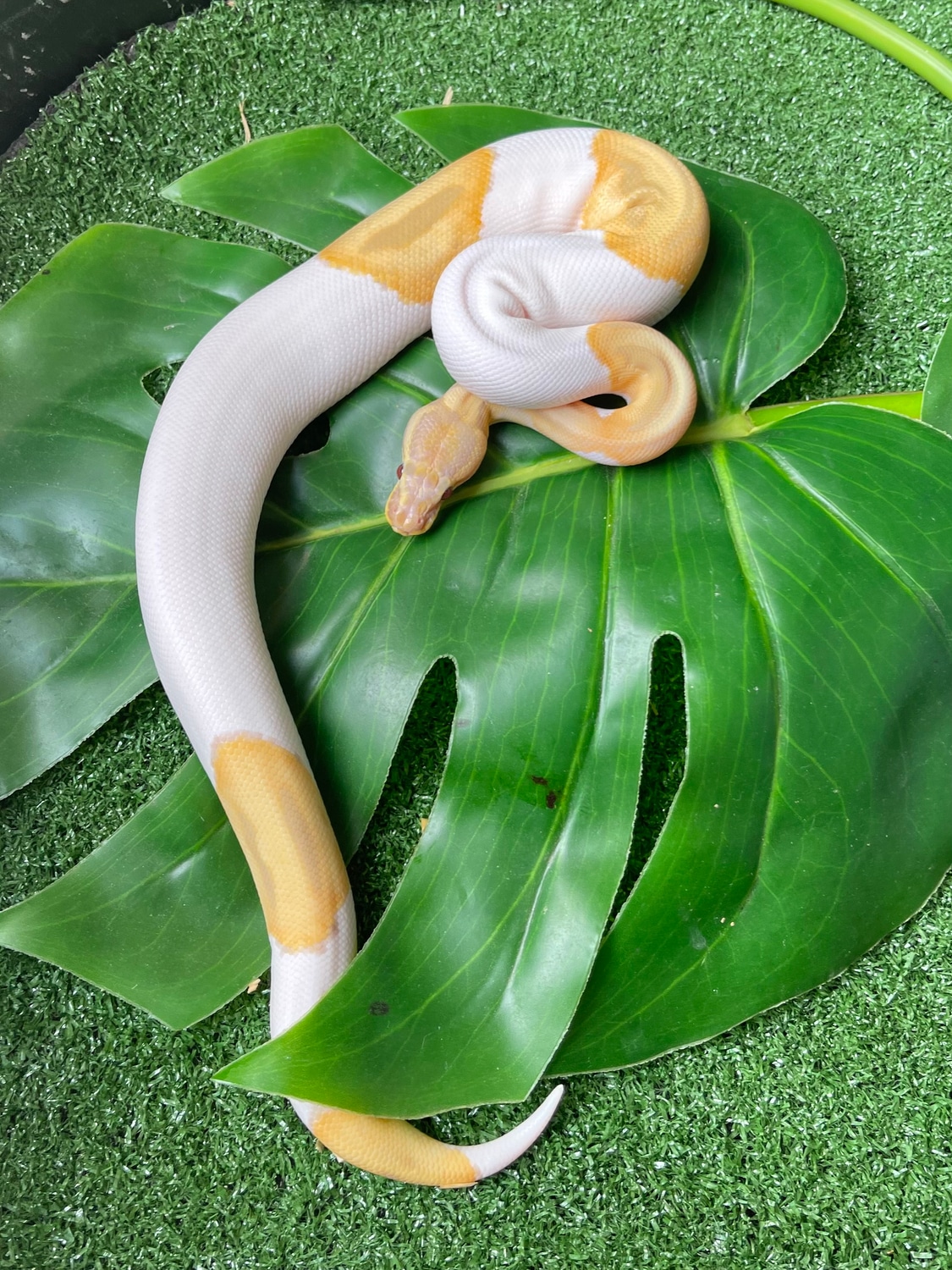 Candy Pied Ball Python by Bulldog llc - MorphMarket