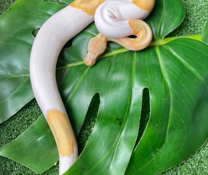 White Panda Pied Ball Python by Bulldog llc - MorphMarket