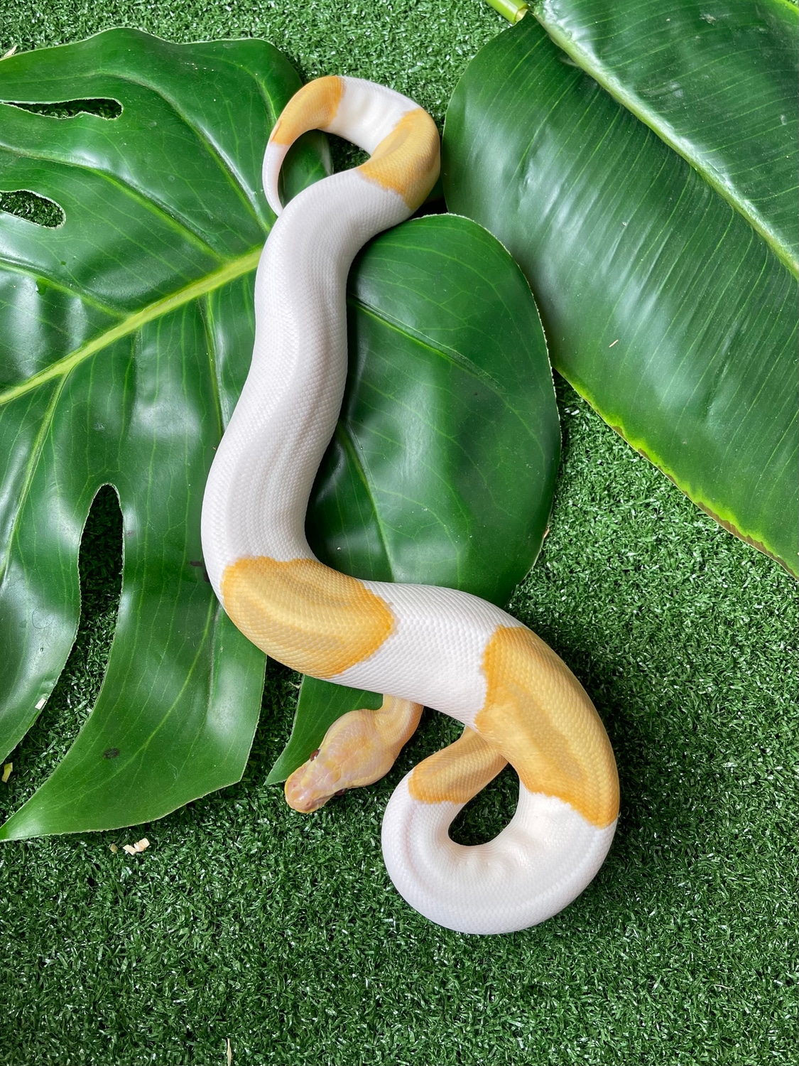 Candy Pied Ball Python by Bulldog llc - MorphMarket