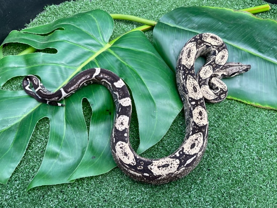 Img Vpi Snow Jungle Boa Constrictor by Bulldog llc - MorphMarket