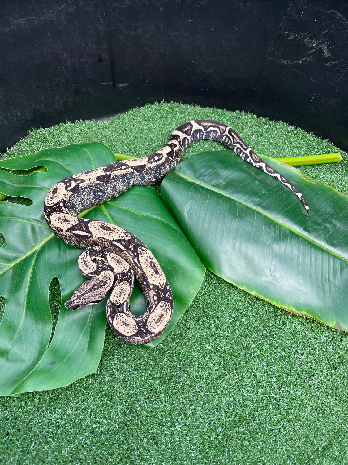 Img Vpi Snow Jungle Boa Constrictor by Bulldog llc - MorphMarket