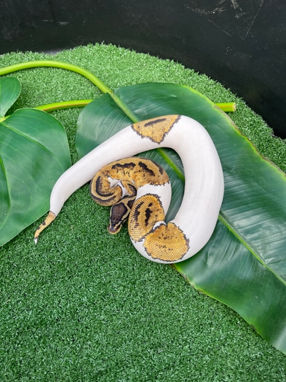 Pastel Pied Het Candy Ball Python by Bulldog llc