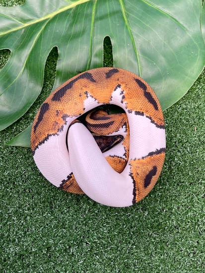 Pied Het Candy Ball Python by Bulldog llc